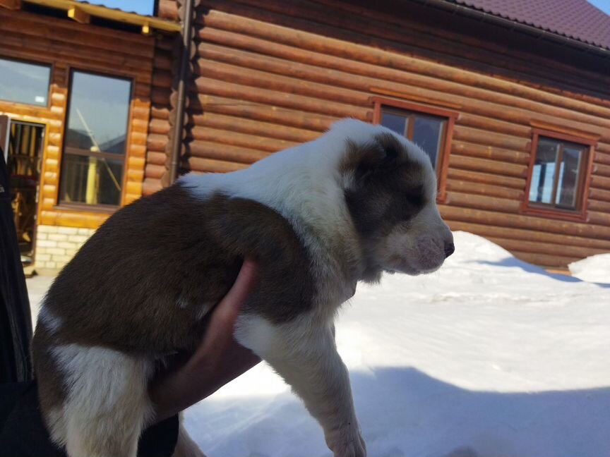 Щенки алабая