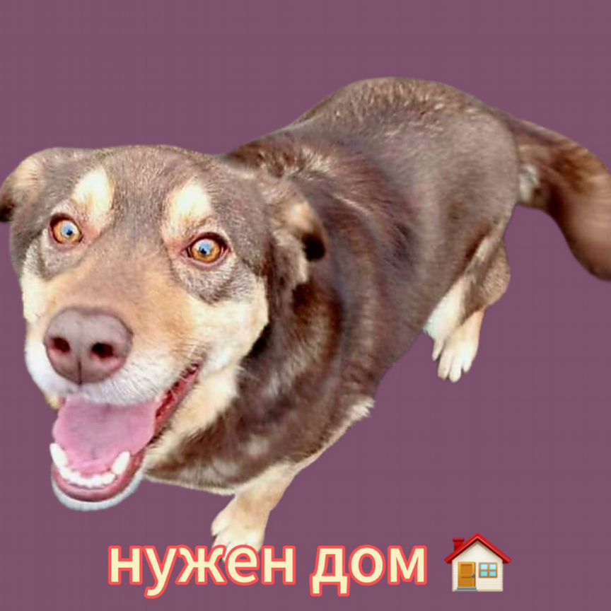 Отдам бесплатно собаку