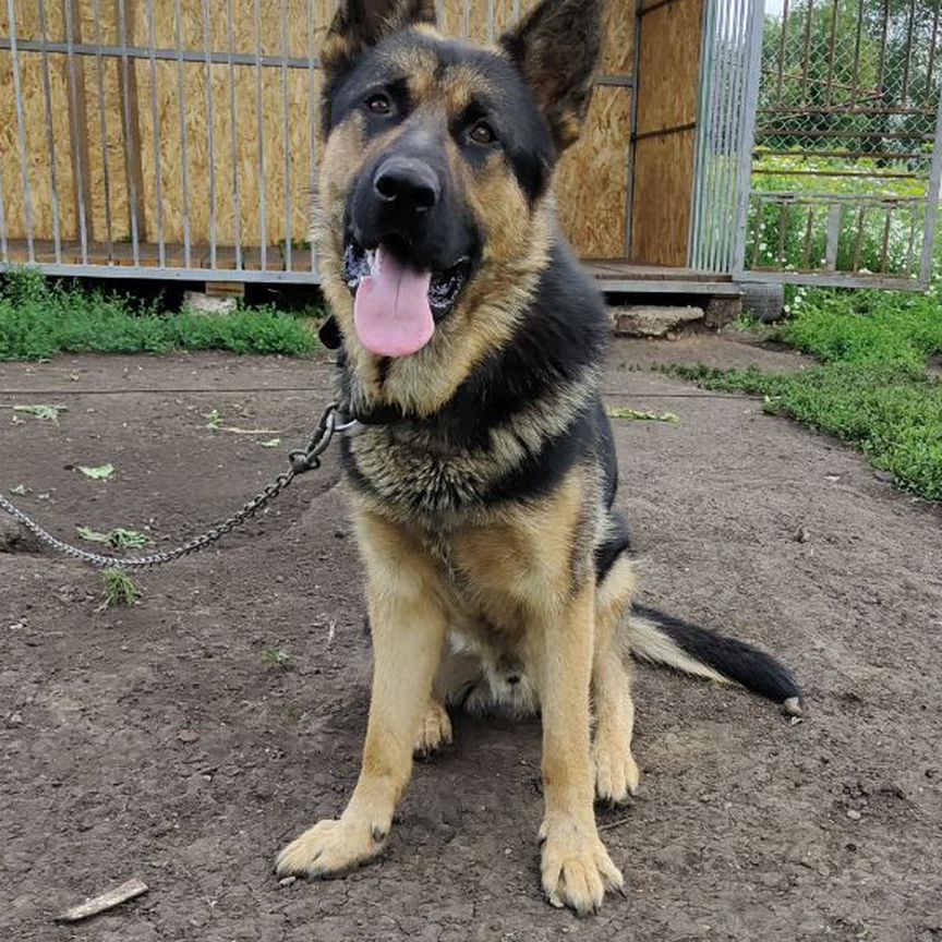 Немецкая овчарка