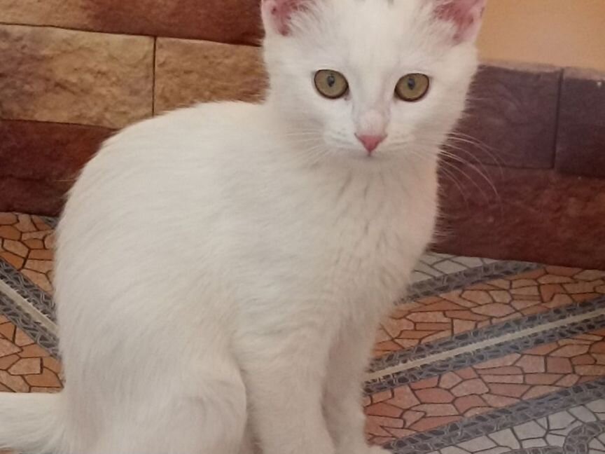 Турецкая ангора