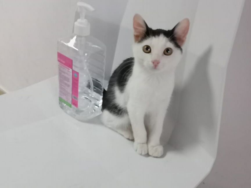 Котенок Бусинка в хорошую семью бесплатно