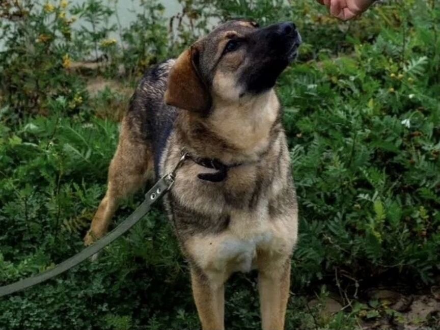 Собака в добрые руки