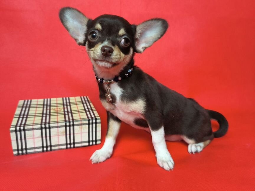 Чихуахуа девочка шоколадка мармеладка