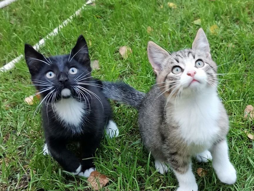 Котята в добрые руки