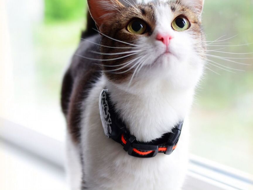 Gps трекер для животных