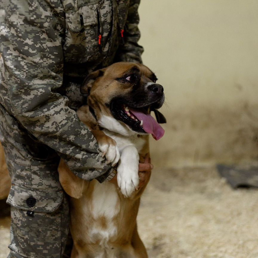 Собака для души