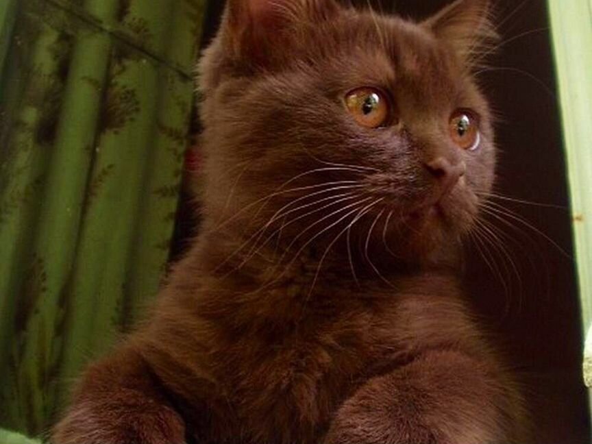 Бурманский котенок