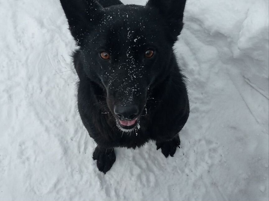 Собака в добрые руки отдам бесплатно