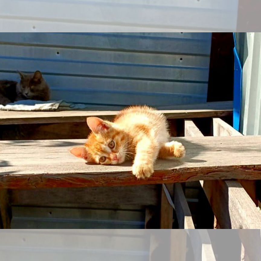 Рыжие и камышовые котятки очень ищут дом