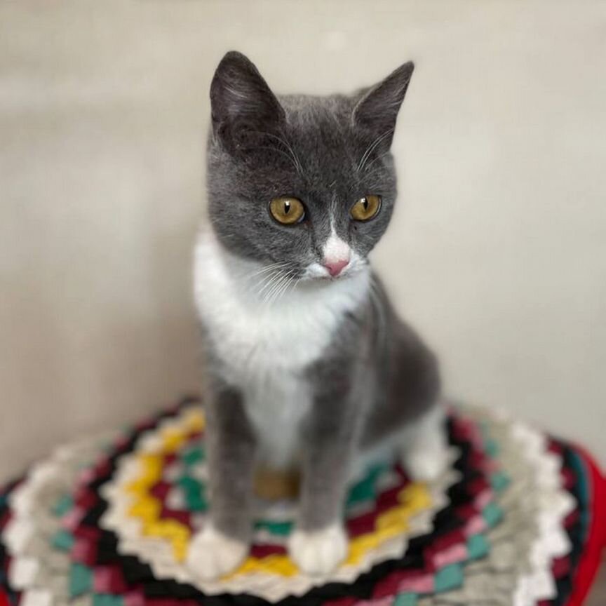 Милашка в дар