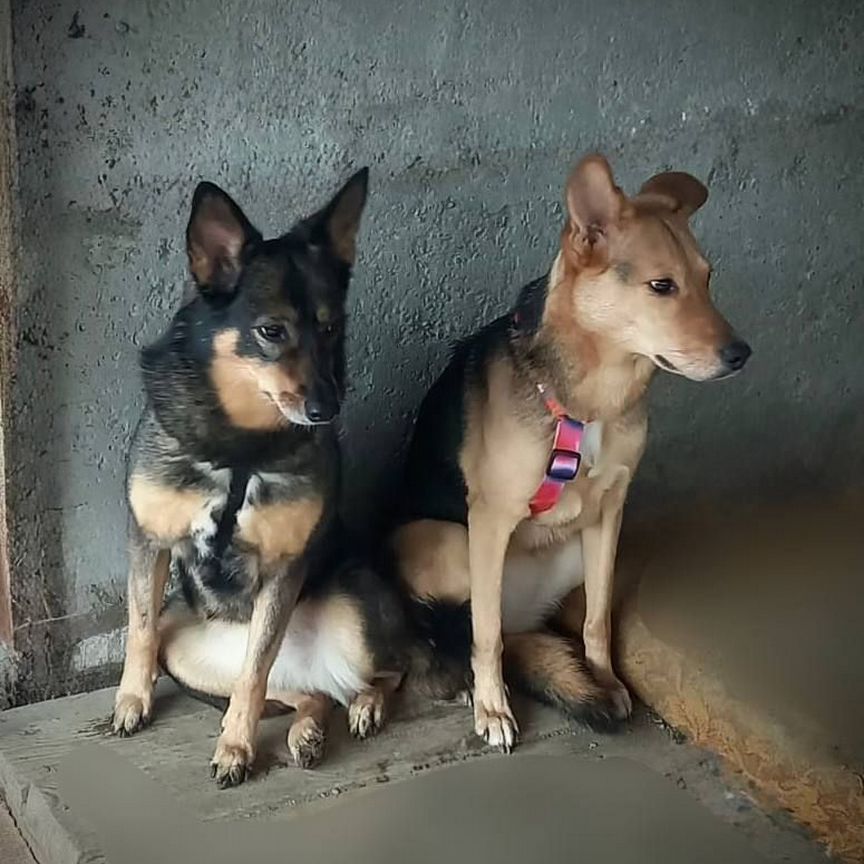 2 умницы собачки ищут дом