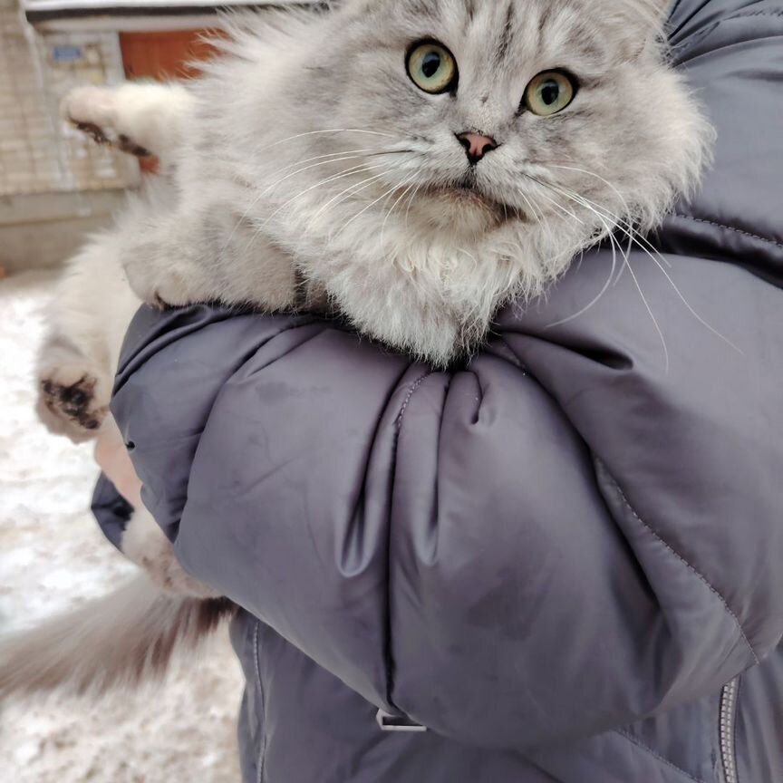 Кошечка в ищет своего человека