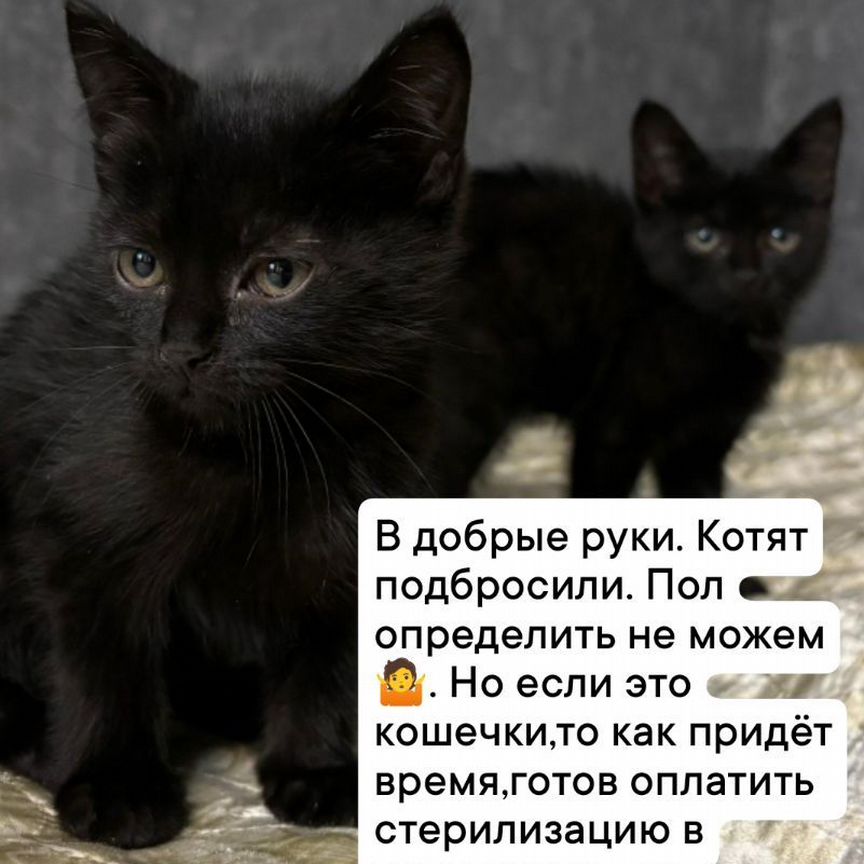Котята в добрые руки