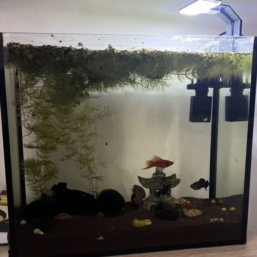 Аквариум с рыбками