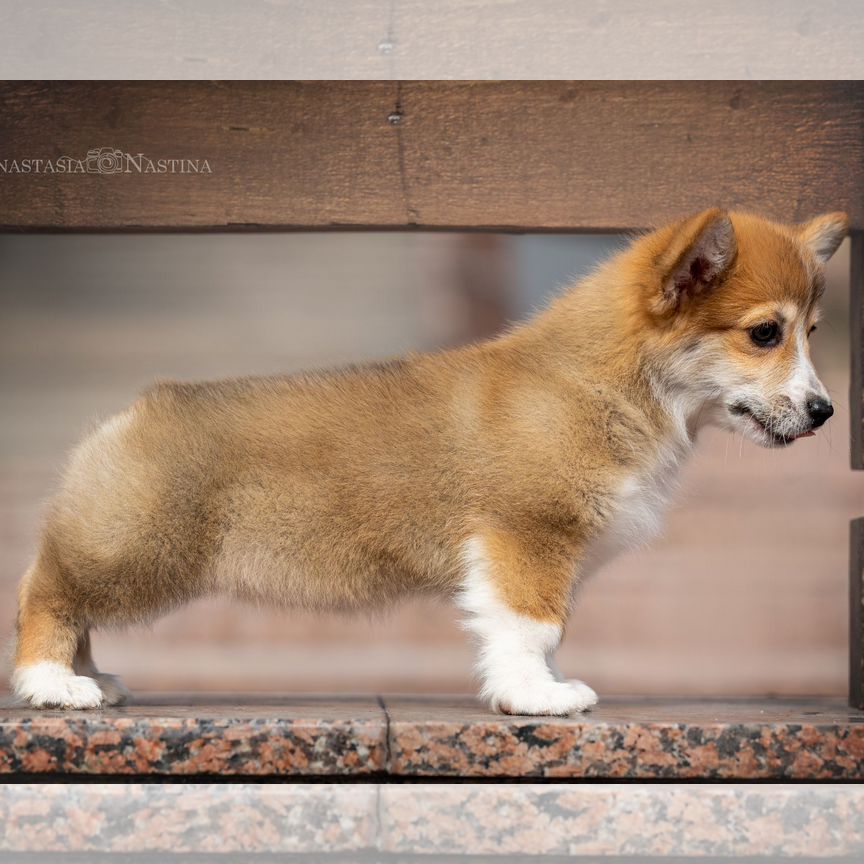 Вельш Корги Пемброк, щенок