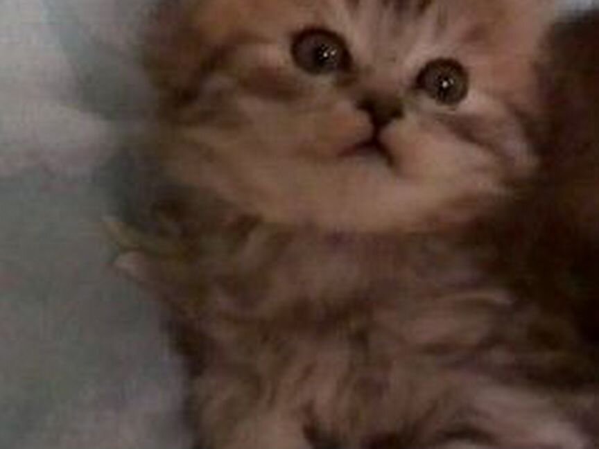 Британские котята