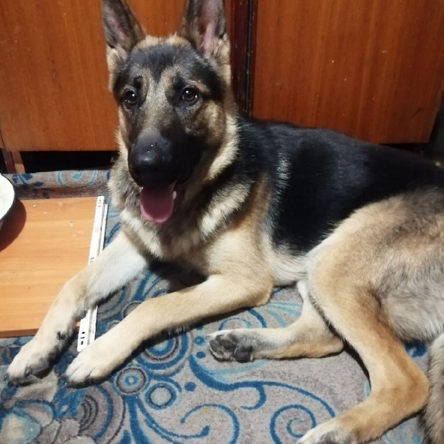 Немецкая овчарка, взрослая собака