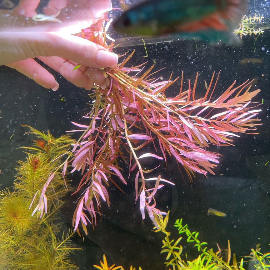 Аквариумные растения Ротала Сингапурская прополка