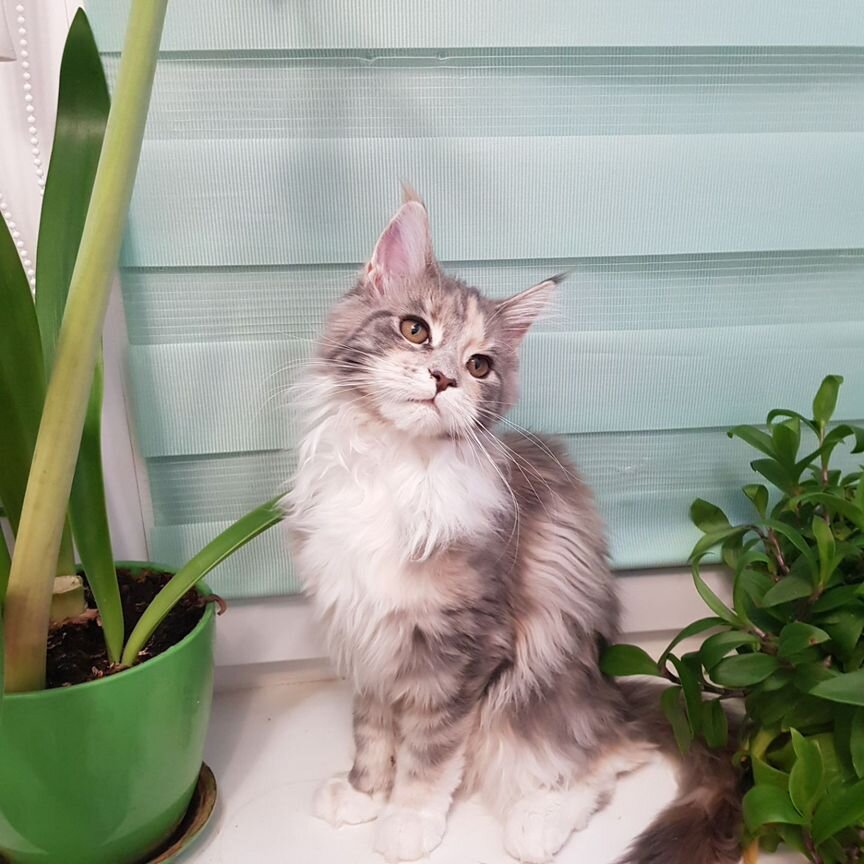 Котята мейн-кун