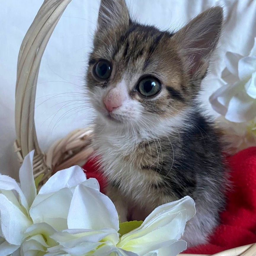 Чудесный котенок девочка, 1,5 месяца