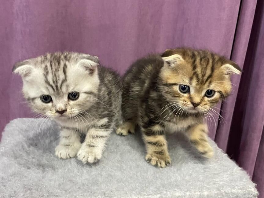 Шотландская