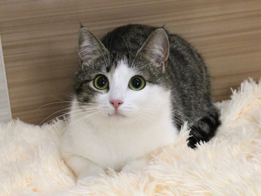 Кошка в дар