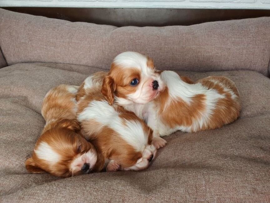 Кавалер кинг чарльз спаниель