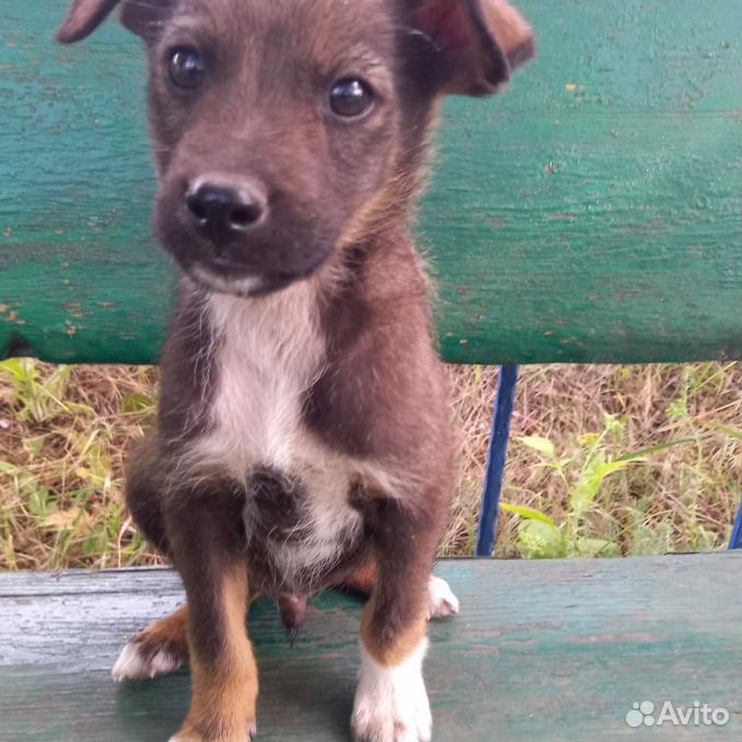 Ушастик - мальчик 1,5 месяца. Будет до 12кг