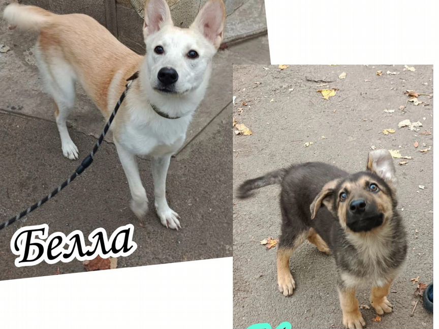 Белла и Макс в добрые руки