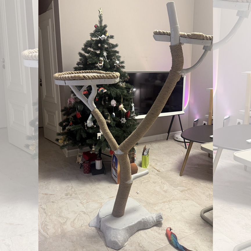 Когтеточка-дерево высокая