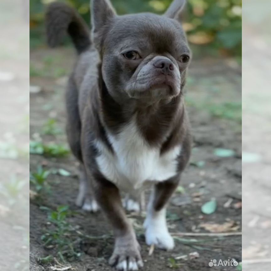 Вязка чихуахуа