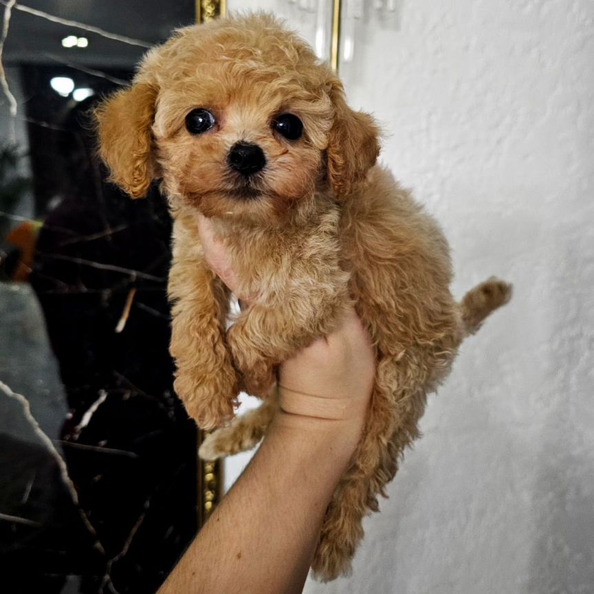 Той-пудель, щенок