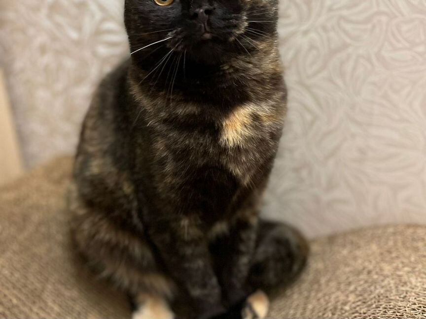 Шотландская вислоухая