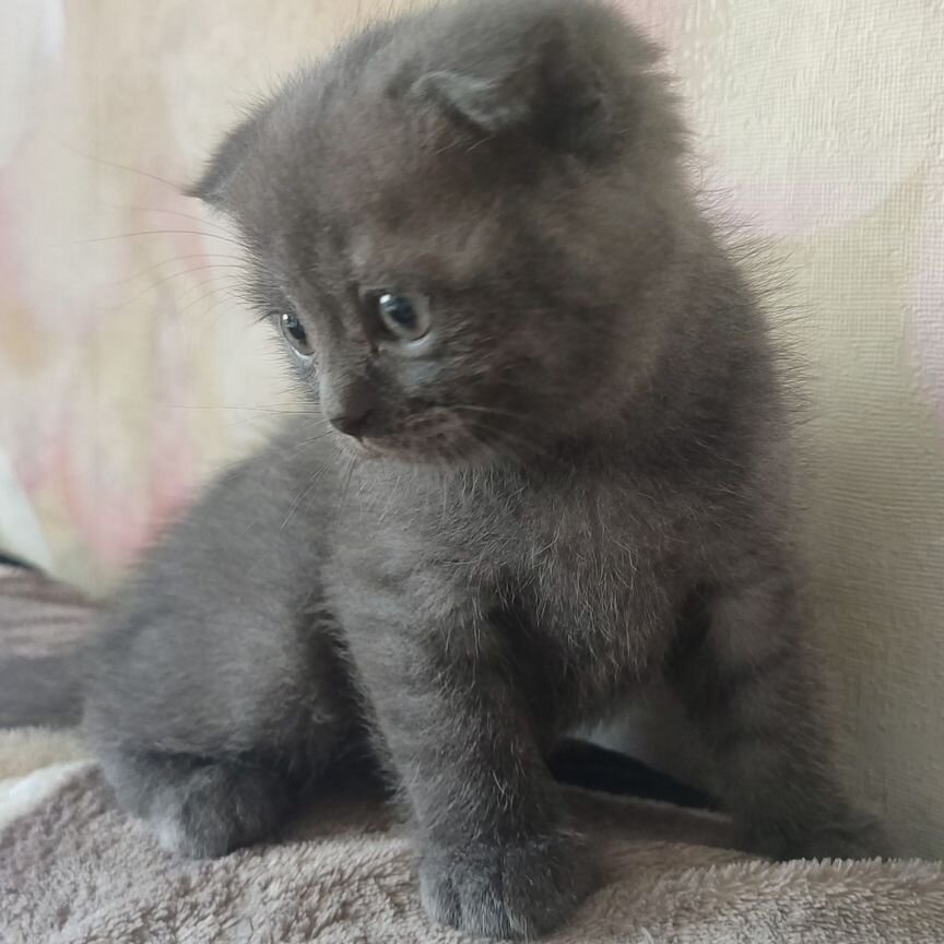 Шотландский вислоухий короткошёрстный котёнок