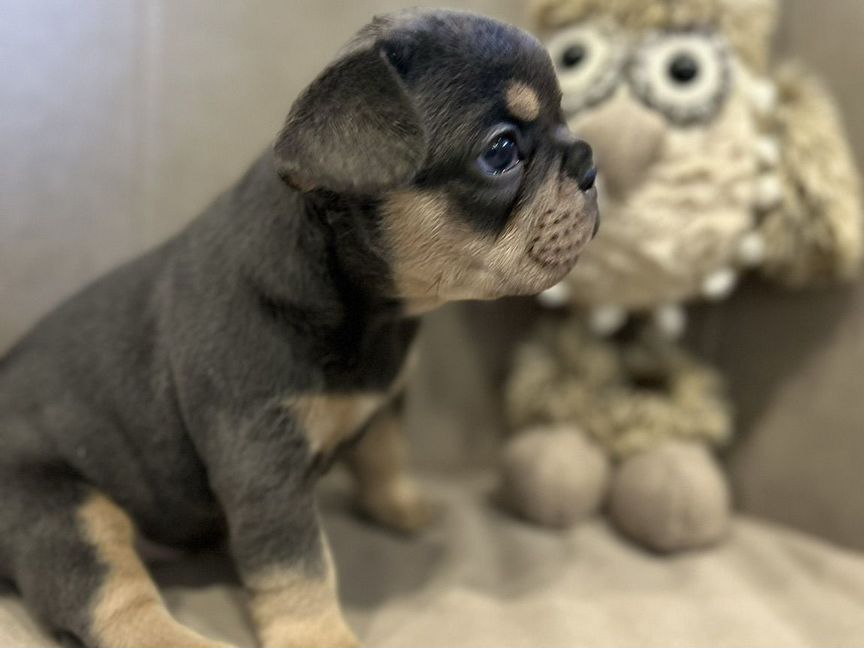 Принцесса французкий бульдог