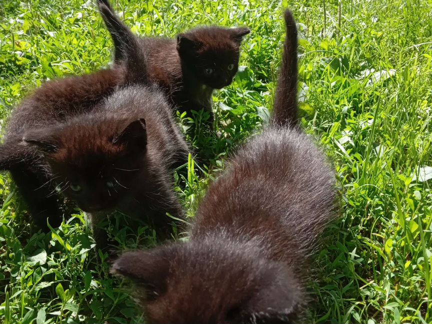 Отдам 4 миленький черных котенка в добрые руки