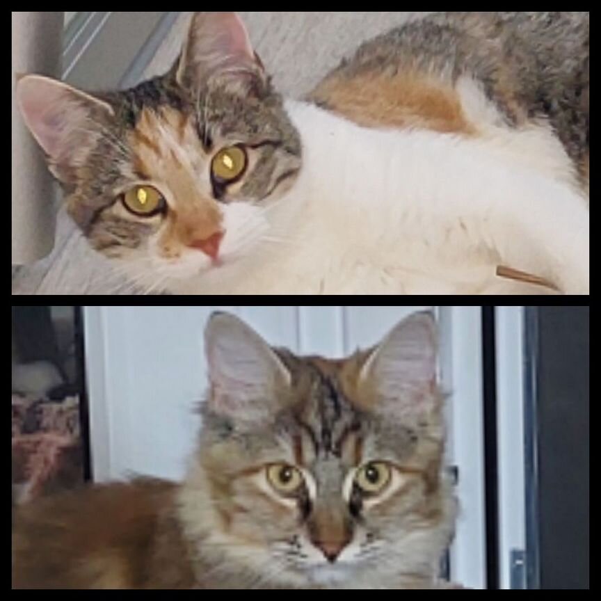 Котята в добрые руки бесплатно