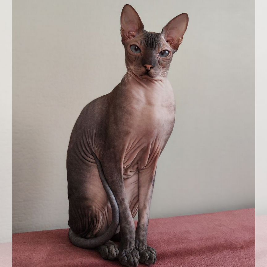 Донской сфинкс ищет мальчика вязка