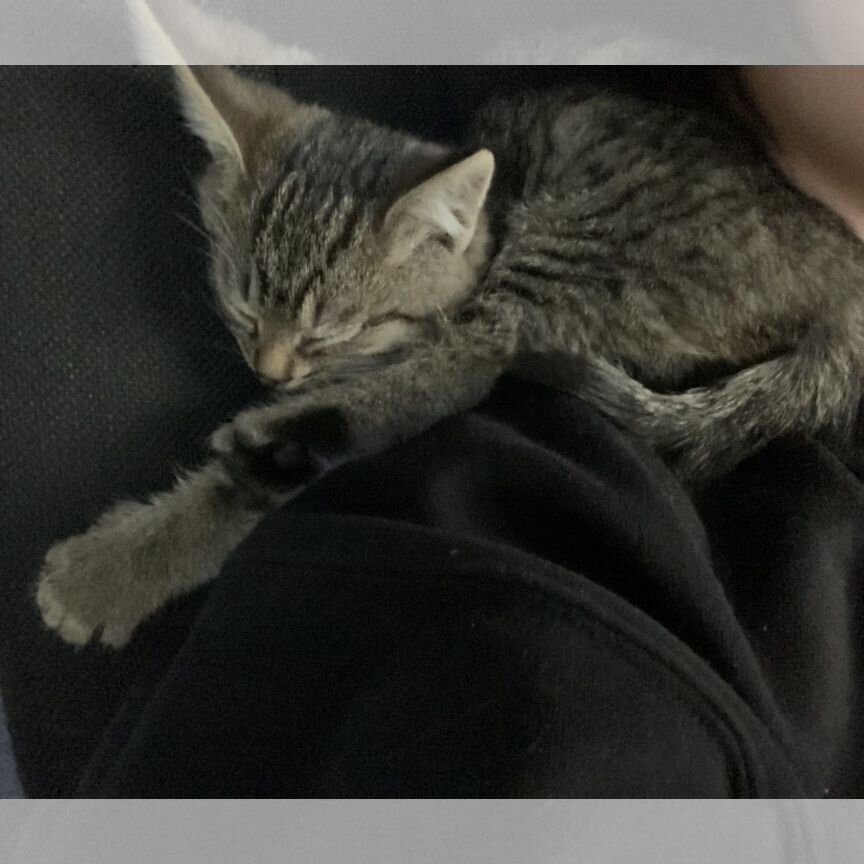 Котёнок в добрые руки