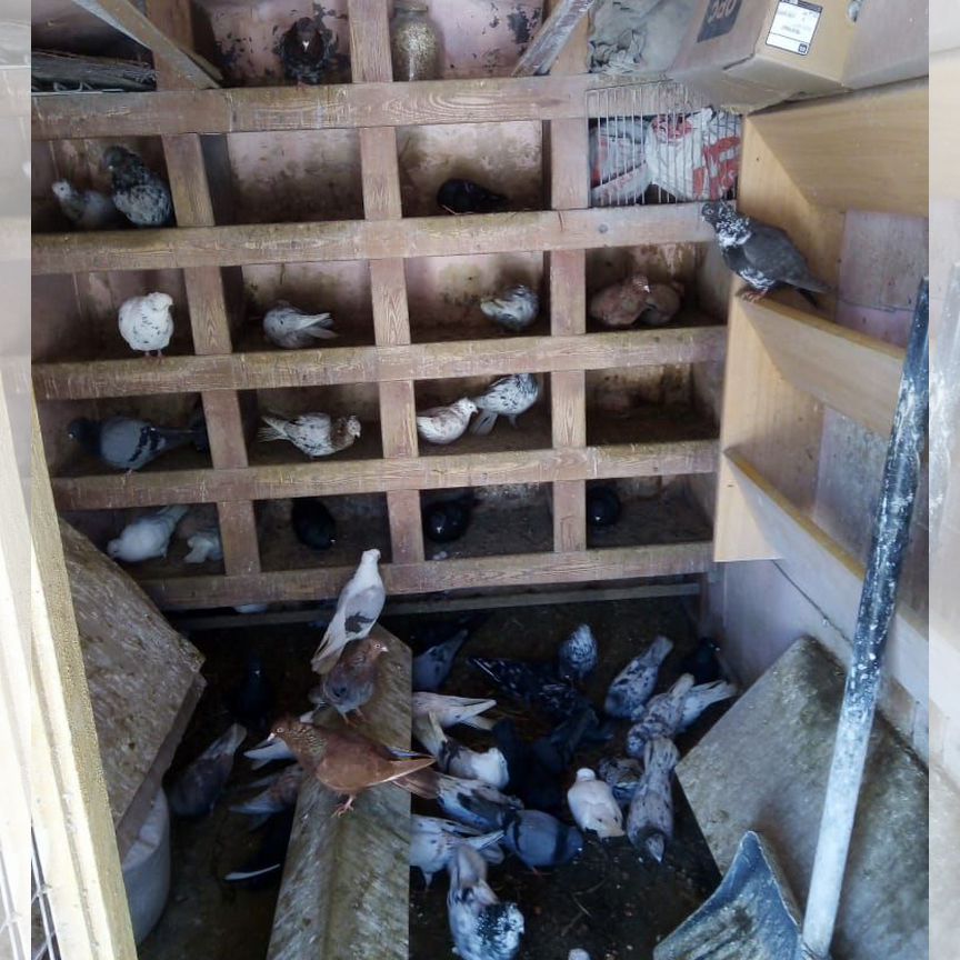 Продажа голубей