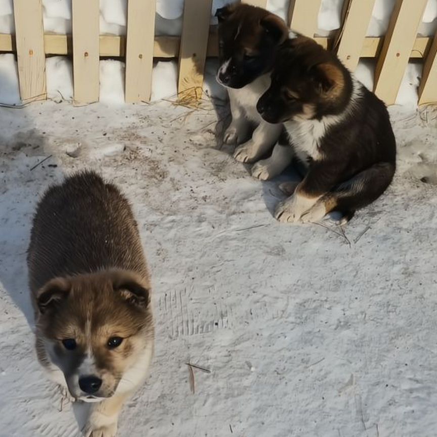 Щенок в добрые руки