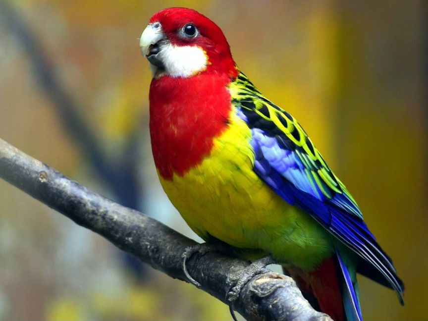 Попугаи: Розеллы, Кореллы, Какарики