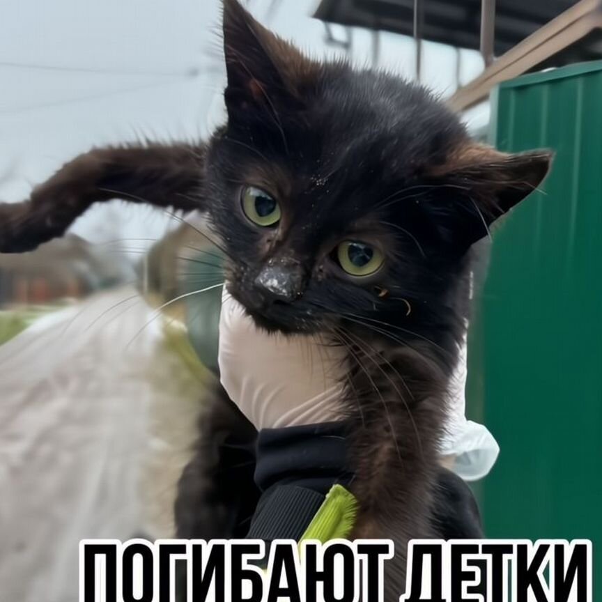 Котёнок в добрые руки