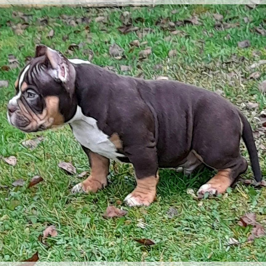 Американский булли, щенок