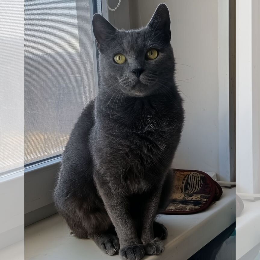 Картезианская, взрослая кошка