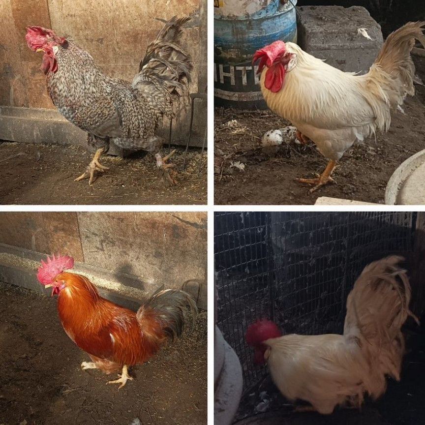 Молодые петухи