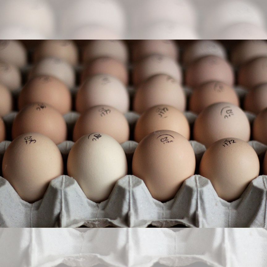 Инкубационое яйцо кур несушек