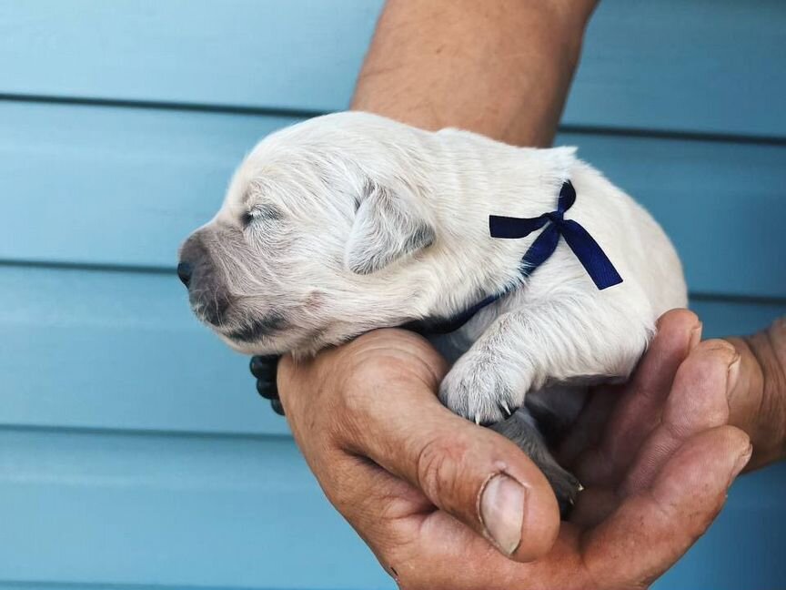 Щенки ретривера