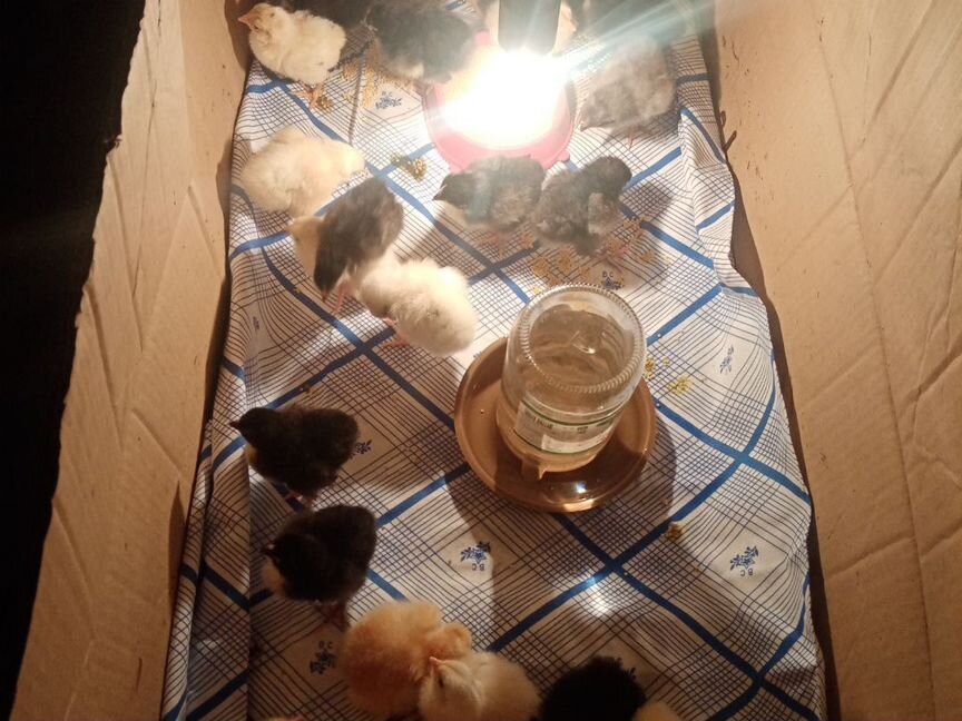 Цыплята разных пород