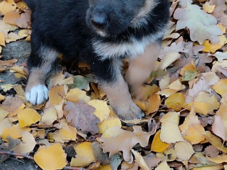 Собачата от немецкой овчарки